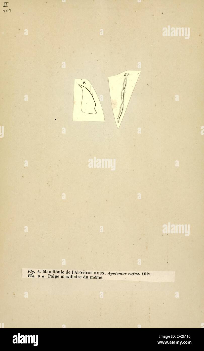 Apotominae hi-res stock photography and images - Alamy