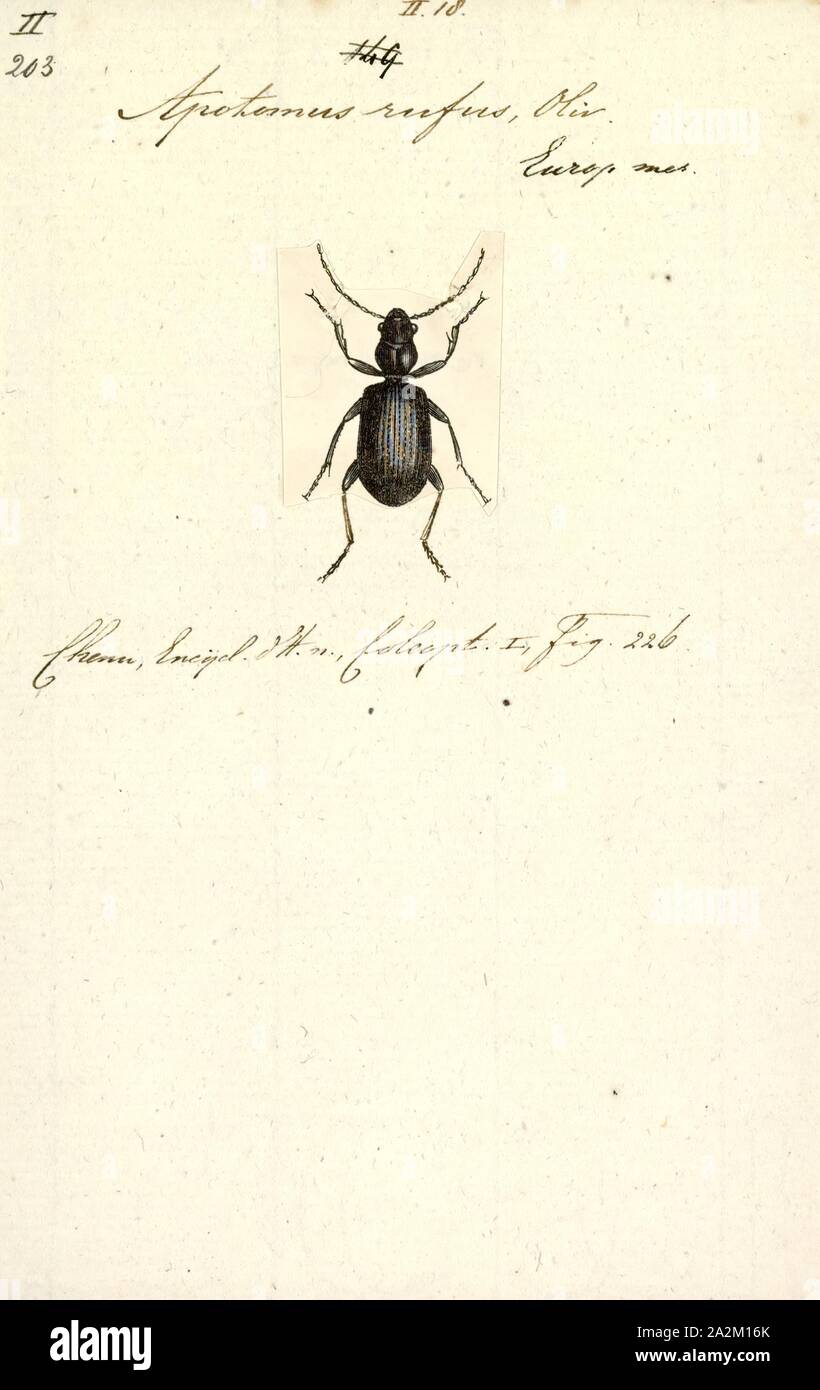 Single genus apotomus hi-res stock photography and images - Alamy