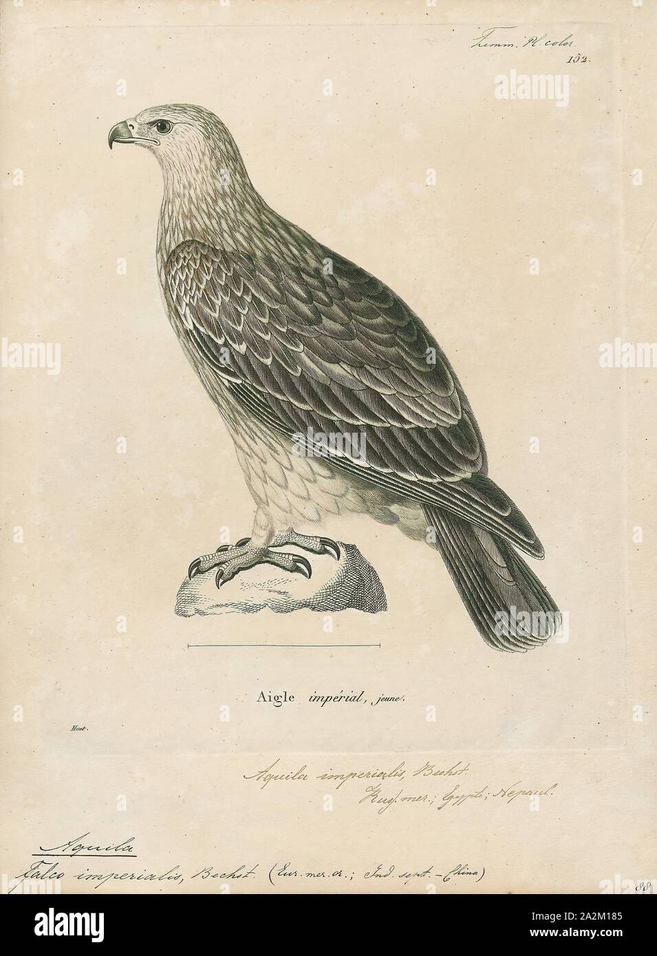 Aquila imperialis, Print, 1700-1880 Stock Photo - Alamy