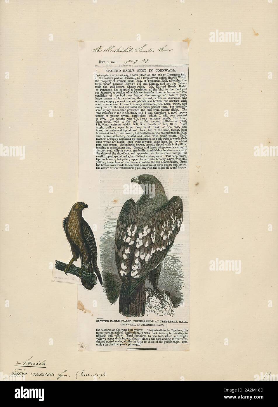 Aquila naevia hi-res stock photography and images - Alamy