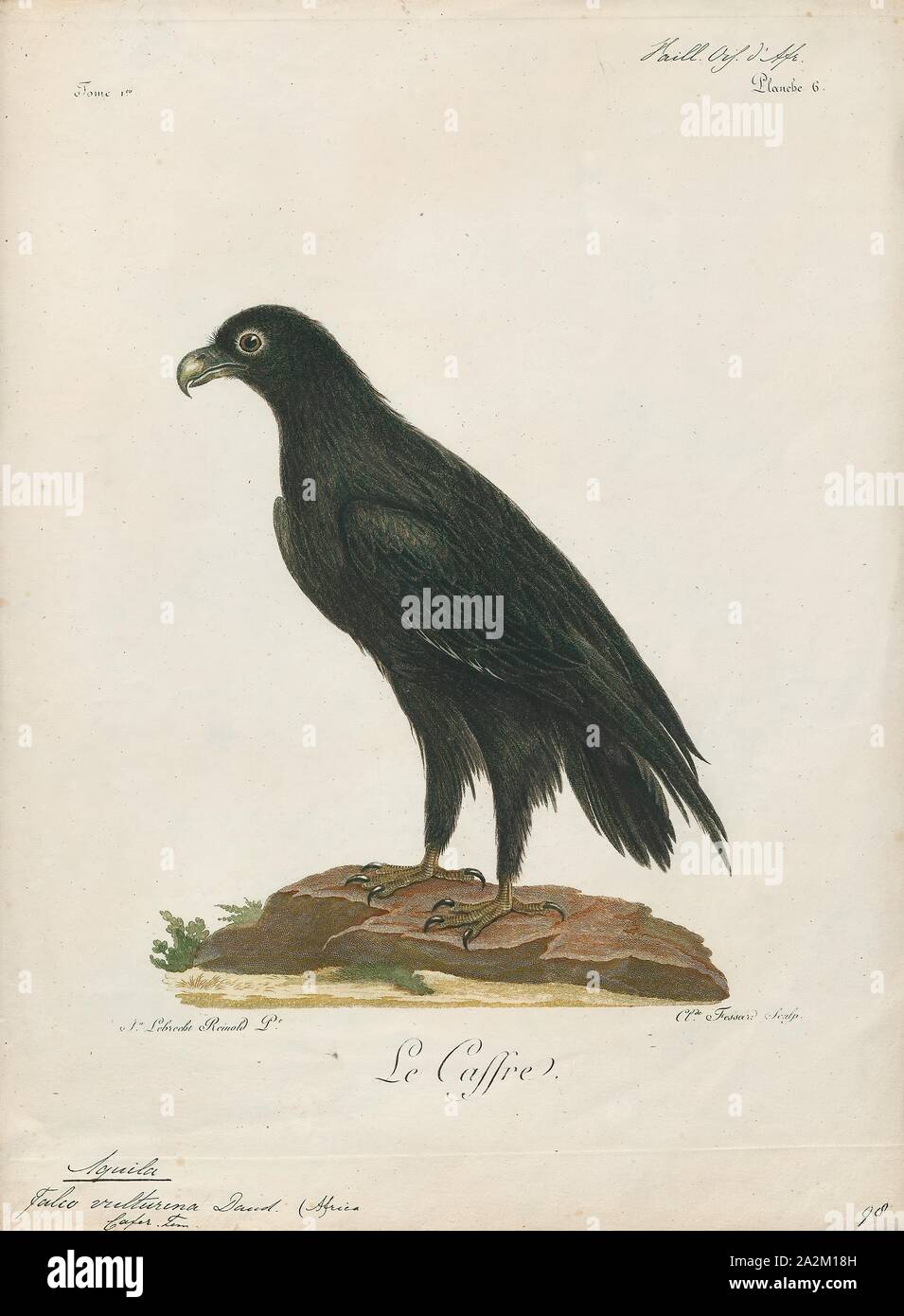 Aquila vulturina hi-res stock photography and images - Alamy