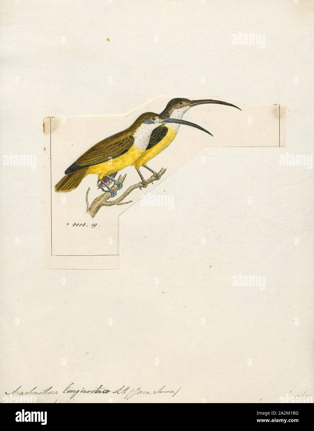 Obtain nectar hi-res stock photography and images - Alamy