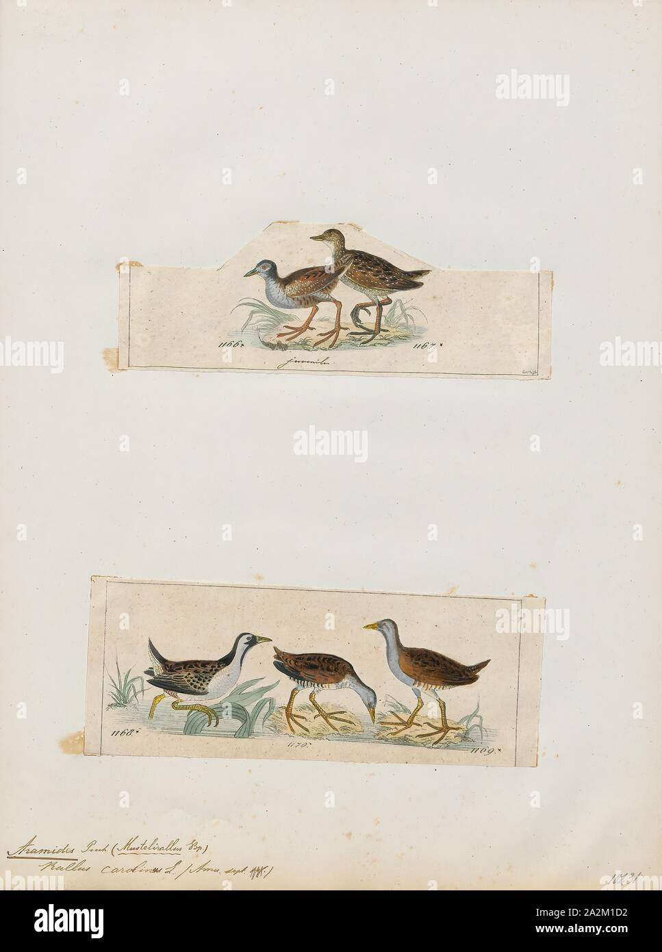 Aramides carolina hi-res stock photography and images - Alamy