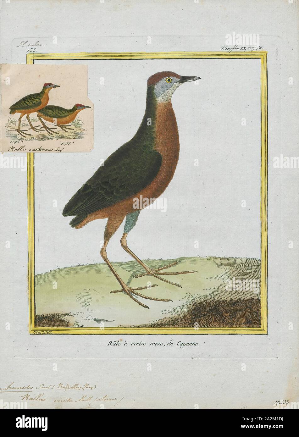 Aramides viridis, Print, Aramides is a genus of birds in the family ...