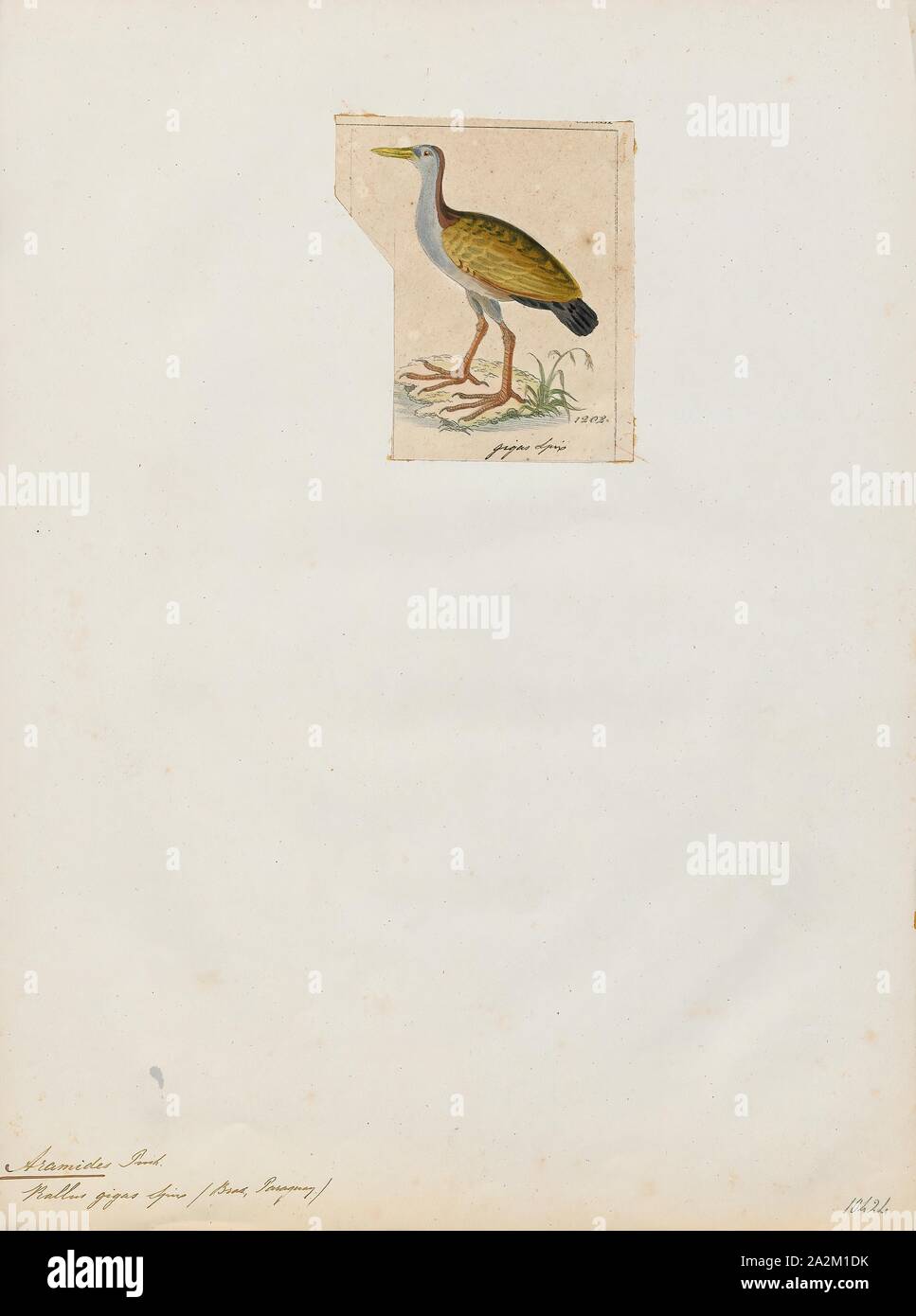 Aramides ypecaha, Print, The giant wood rail (Aramides ypecaha) is a ...
