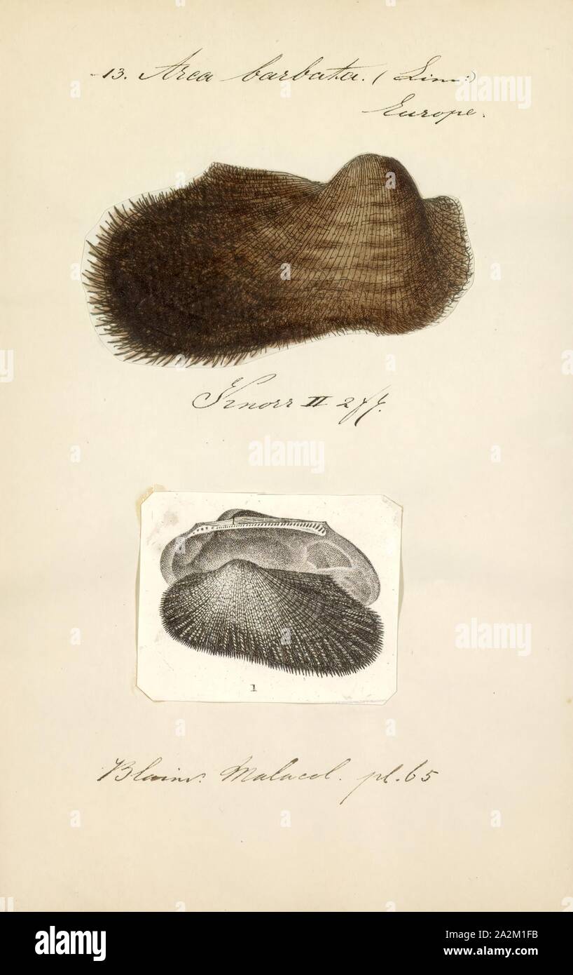 Arca barbata hi-res stock photography and images - Alamy