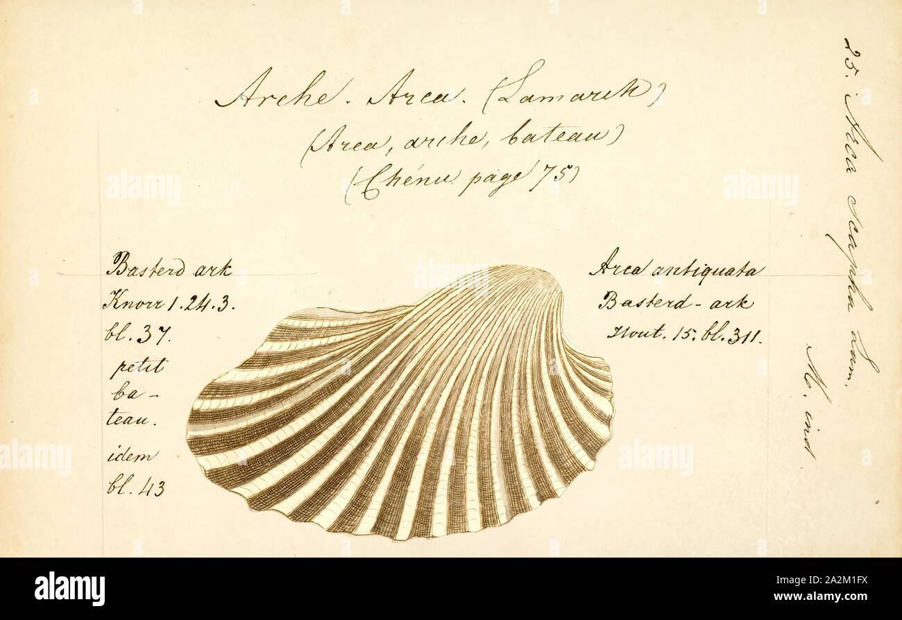 Arca scapha, Print Stock Photo - Alamy