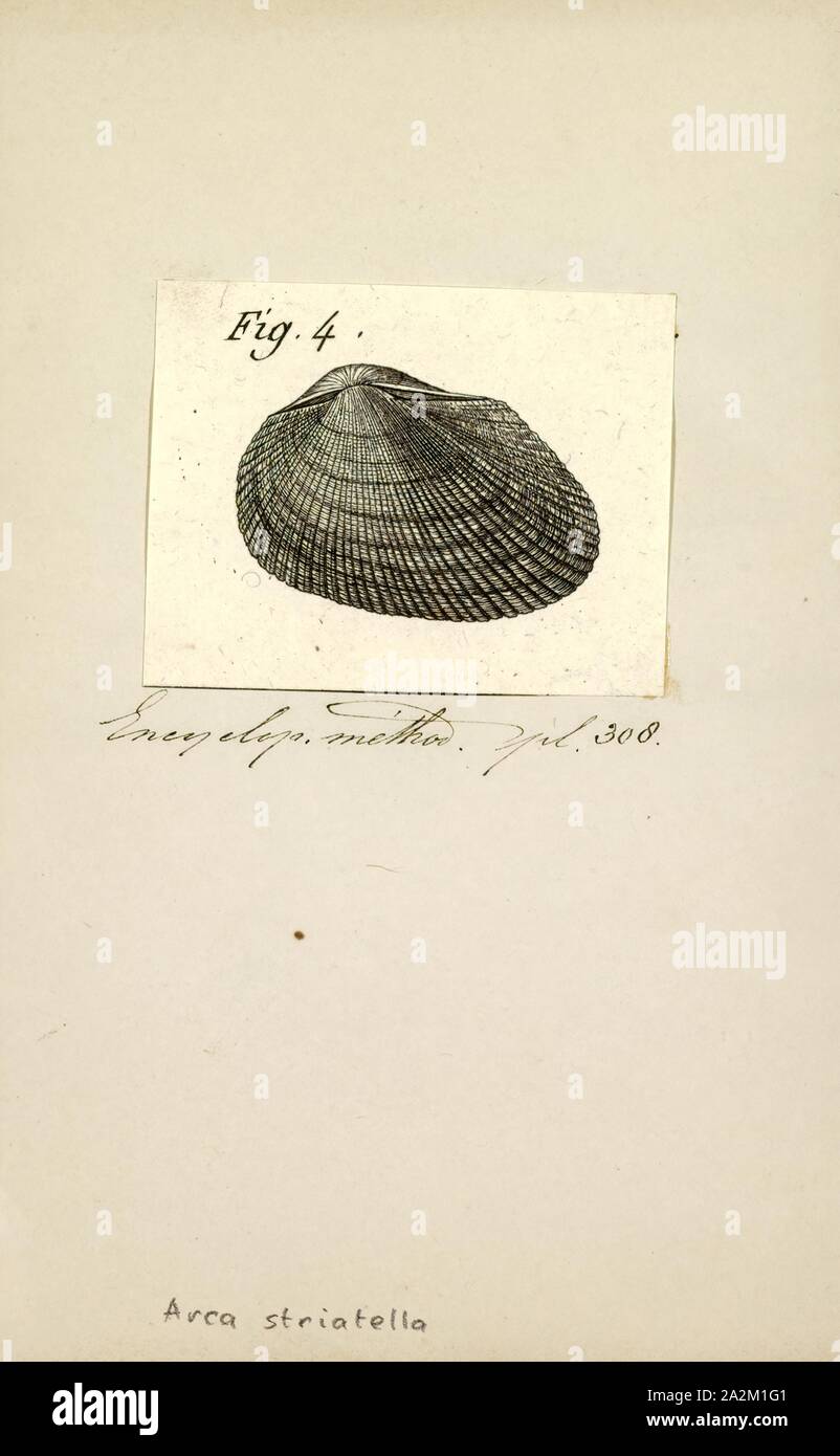 Arca striatella, Print Stock Photo - Alamy