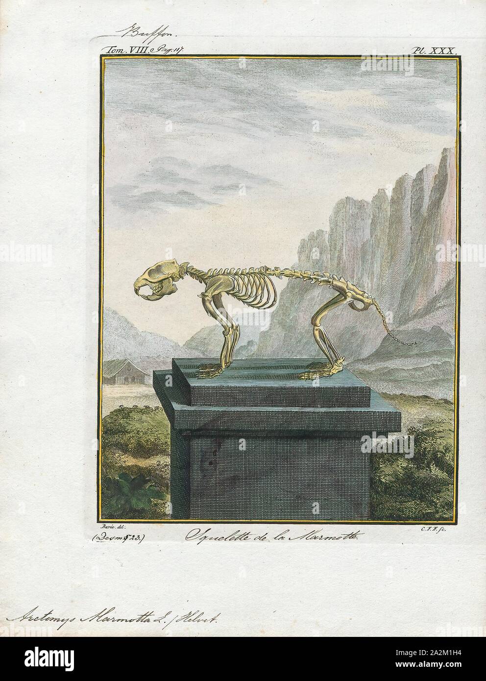Arctomys marmotta, Print, skeleton Stock Photo - Alamy
