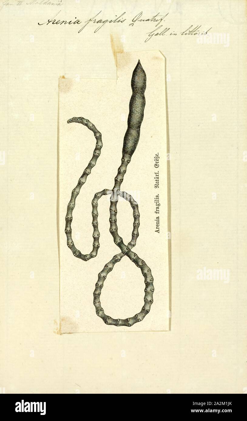 Arenia hi-res stock photography and images - Alamy