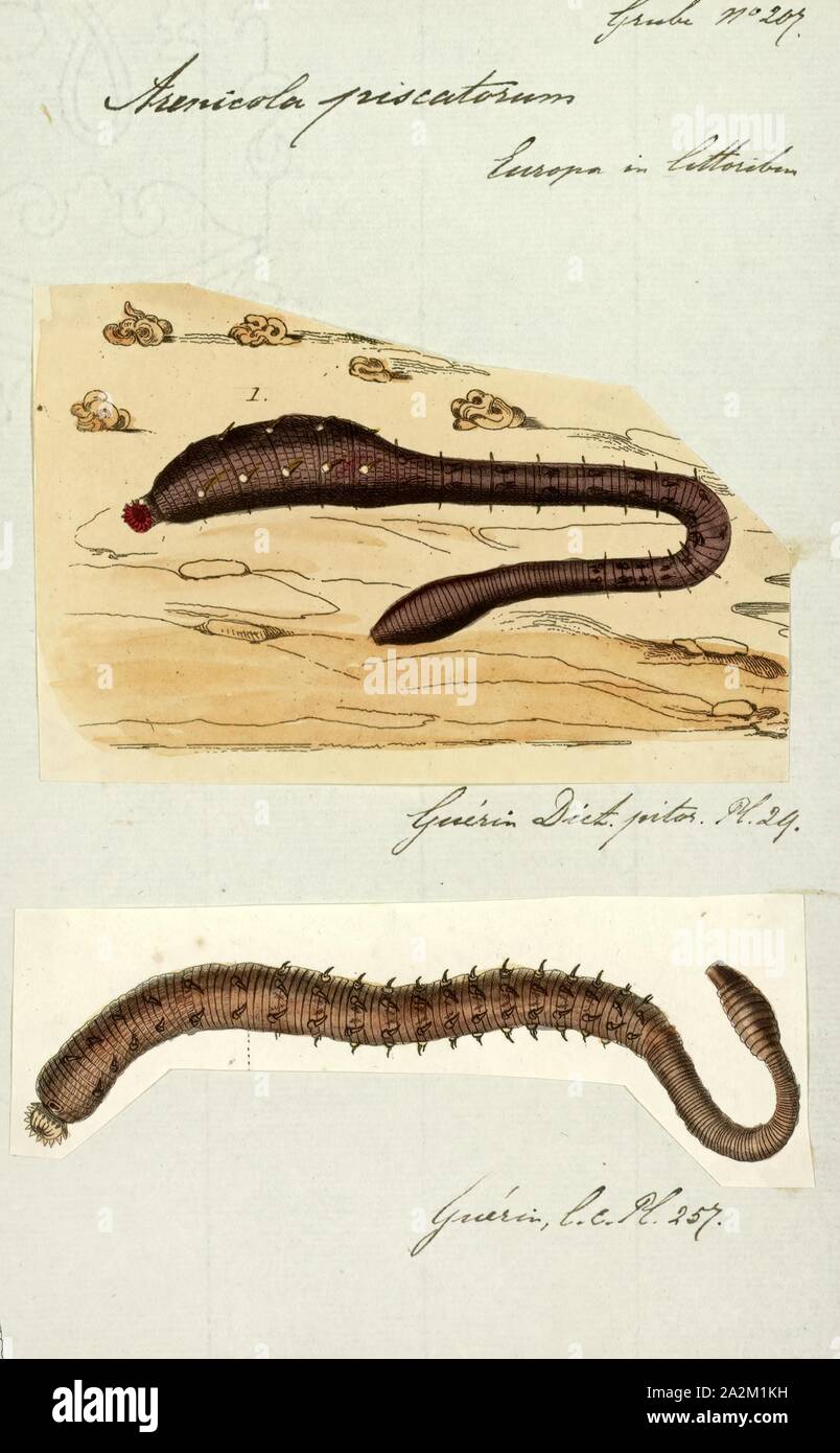 Arenicola piscatorum hi-res stock photography and images - Alamy