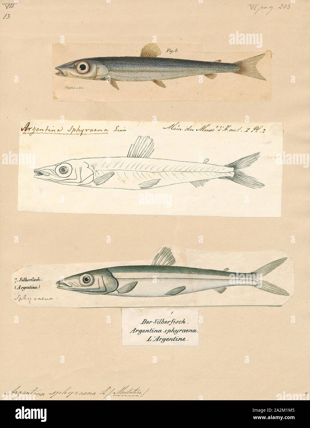 Lesser argentine hi-res stock photography and images - Alamy