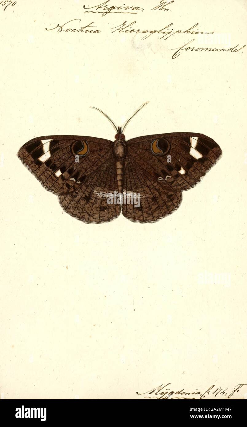 Argiva, Print, Erebus is a genus of moths in the family Erebidae Stock ...