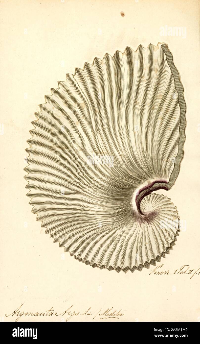 Argonauta hi-res stock photography and images - Alamy