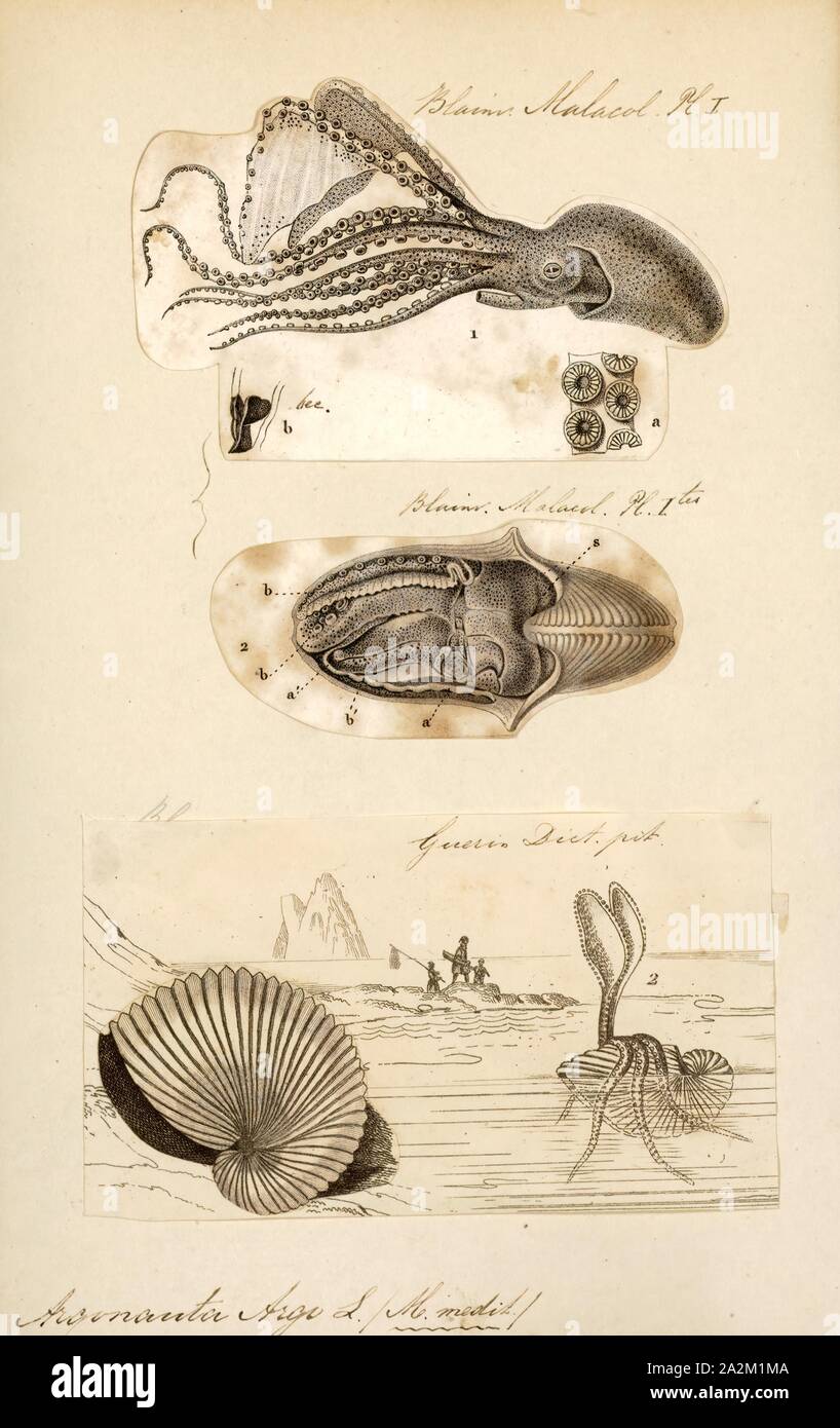 Argonauta hi-res stock photography and images - Alamy