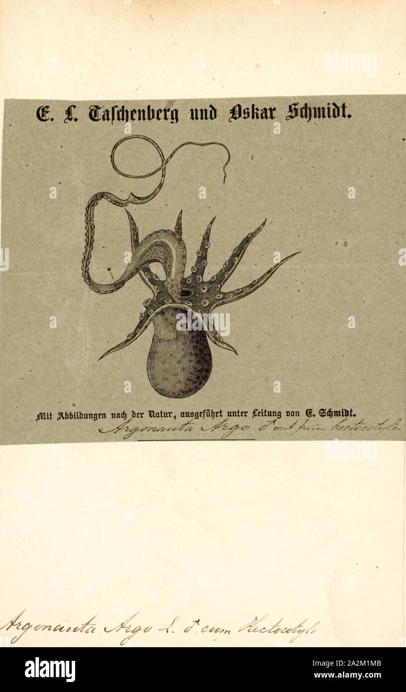 Argonauta hi-res stock photography and images - Alamy