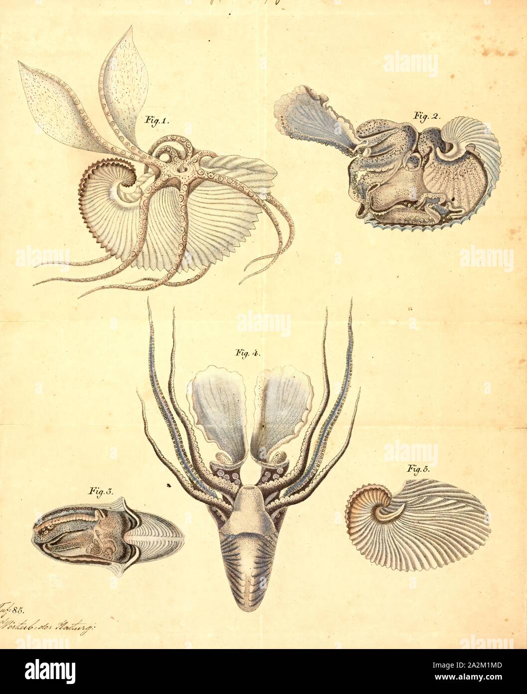 Argonauta argo, Print, Argonauta argo, also known as the greater ...