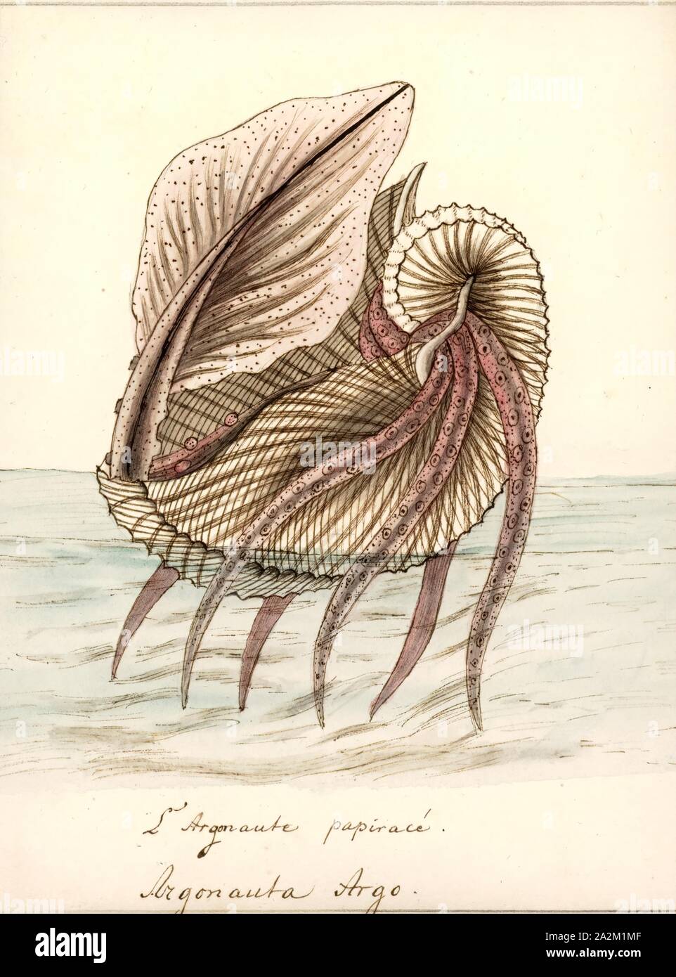 Argonauta hi-res stock photography and images - Alamy