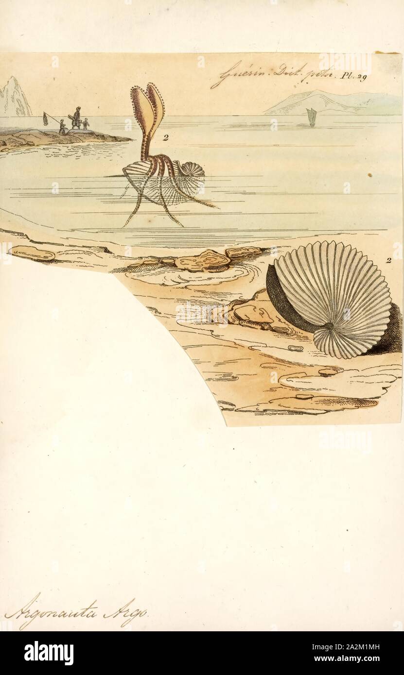 Argonauta hi-res stock photography and images - Alamy