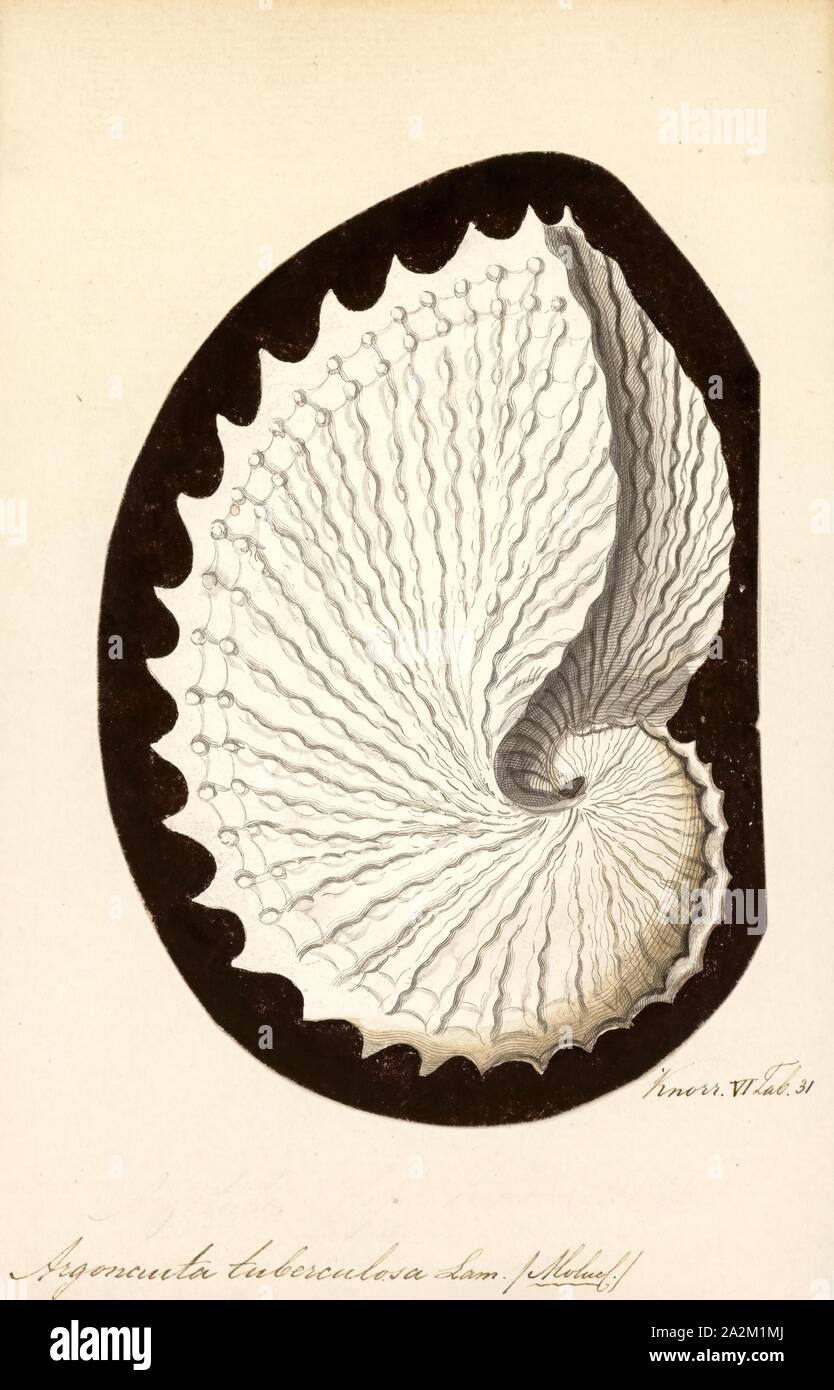 Argonauta tuberculosa, Print, Argonauta nodosa, also known as the ...
