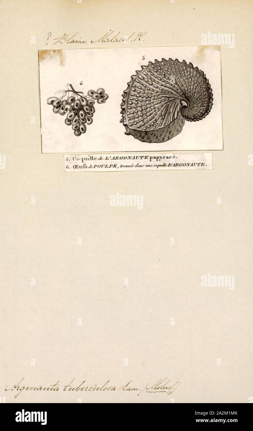 Female argonaut octopus hi-res stock photography and images - Alamy