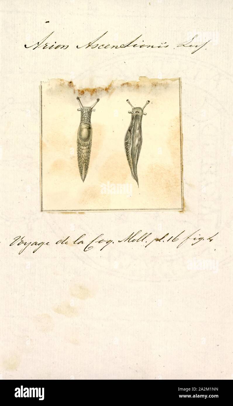 Arion ascentionis, Print, Letitia Elizabeth Landon's poem Arion ...