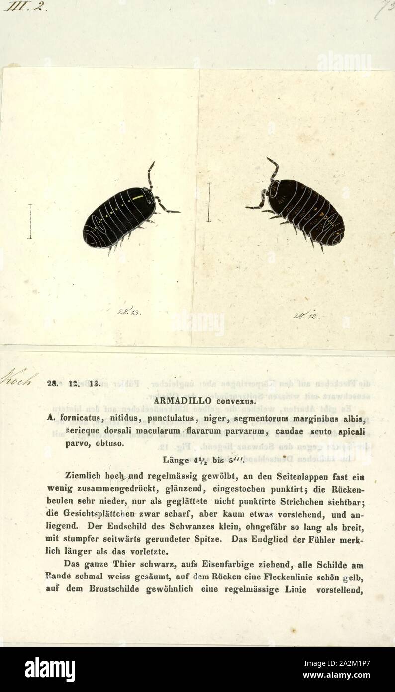Armadillo convexus, Print, Armadillidium vulgare, the (common) pill-bug ...