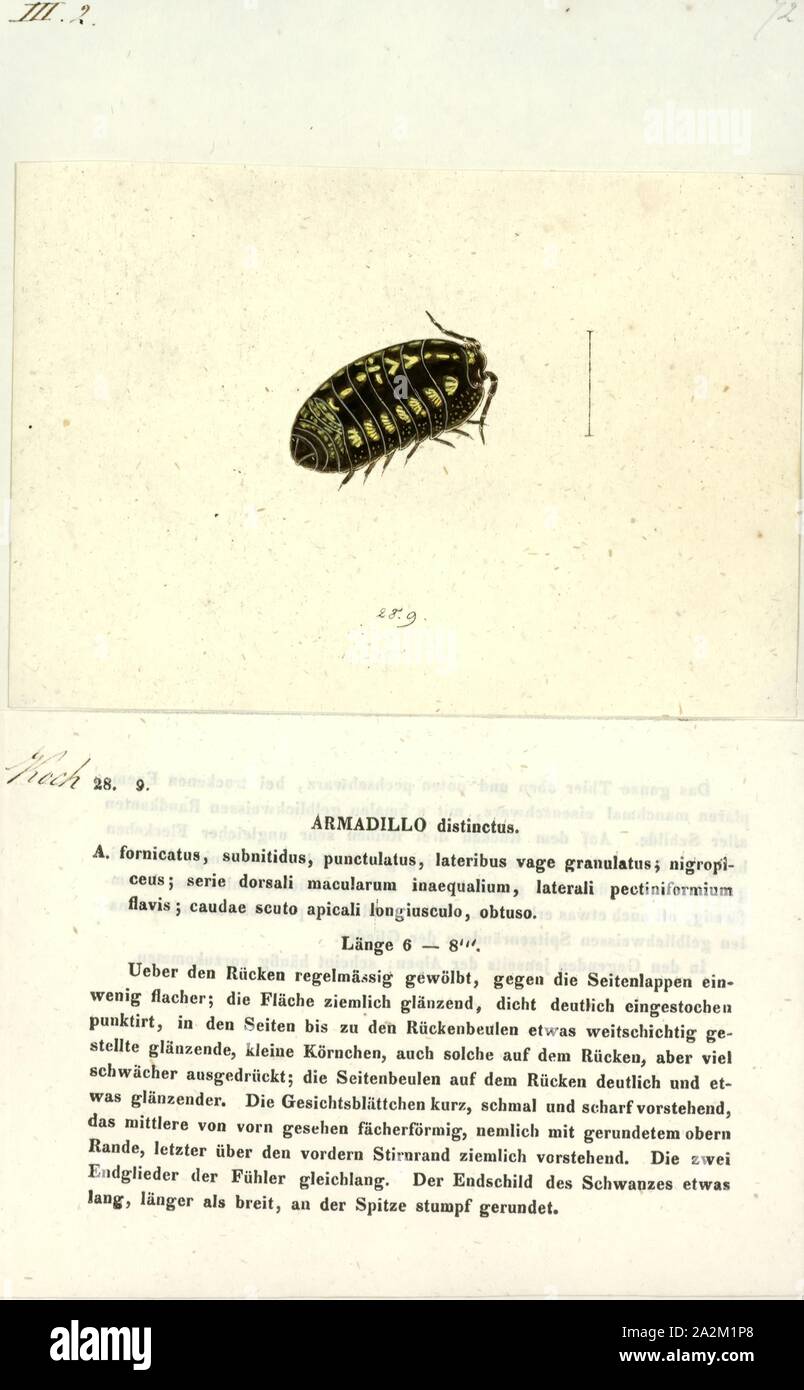 Distinctus hi-res stock photography and images - Alamy