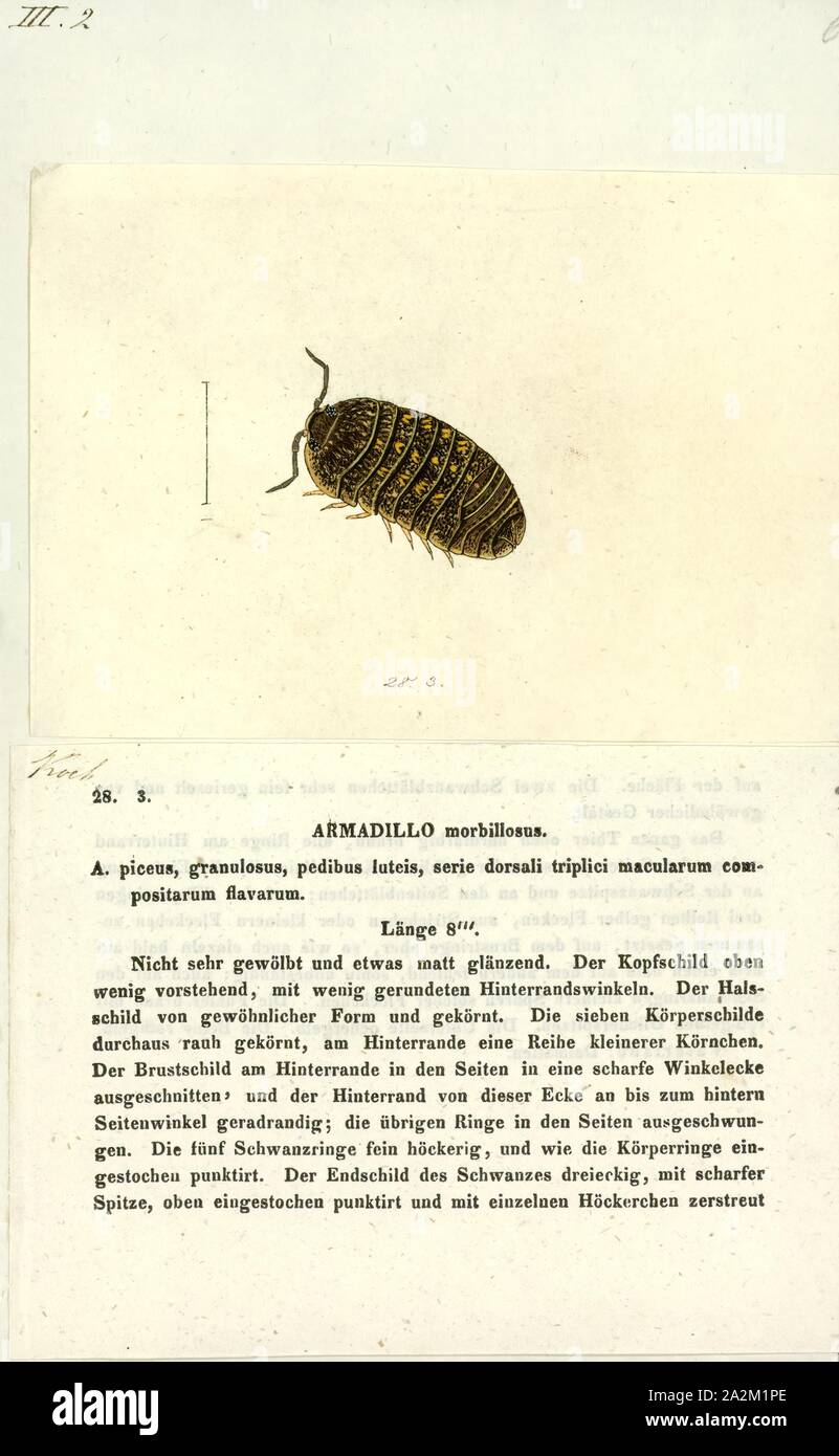 Armadillo morbillosus, Print, Nine-banded armadillo skeleton., Three ...