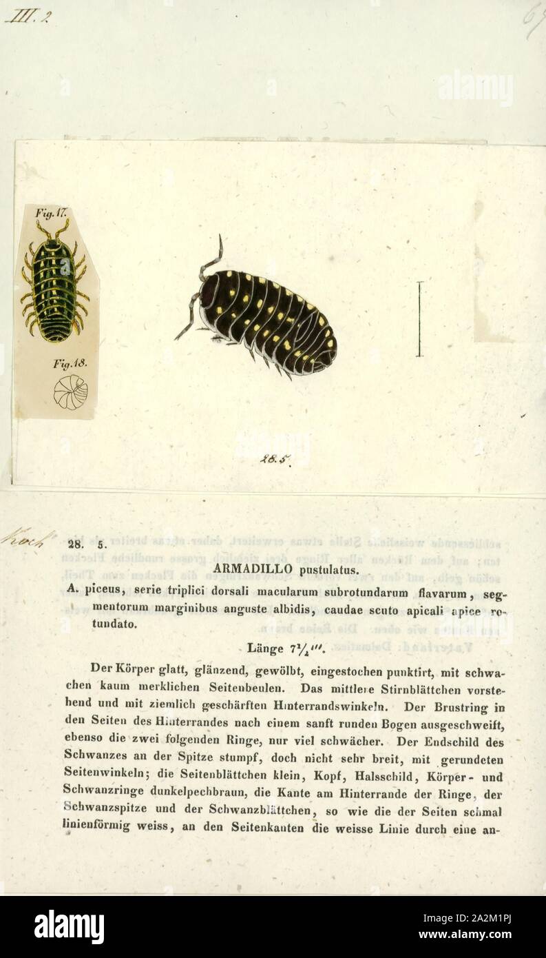Armadillo pustulatus, Print, Armadillidium vulgare, the (common) pill ...