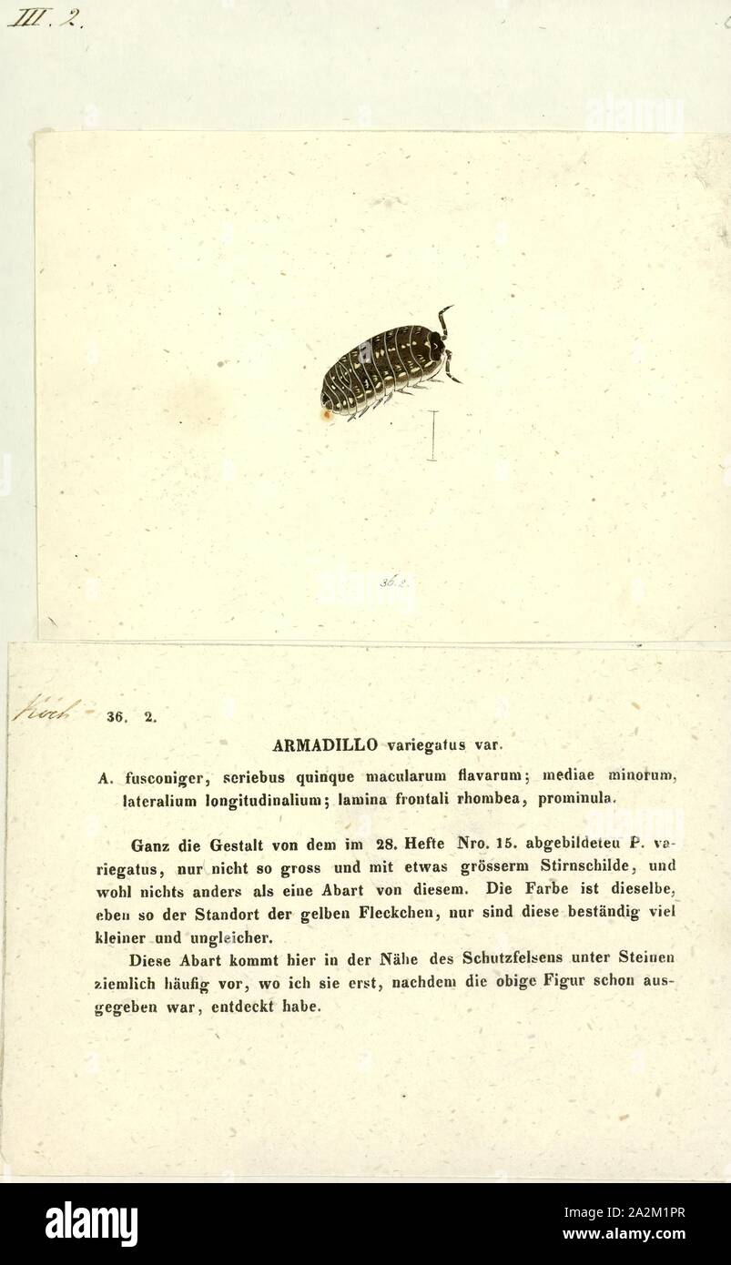 Armadillo variegatus, Print, Armadillidium vulgare, the (common) pill ...