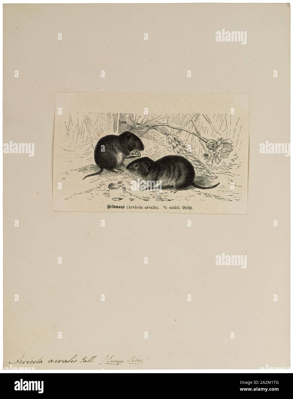 North American Water Vole