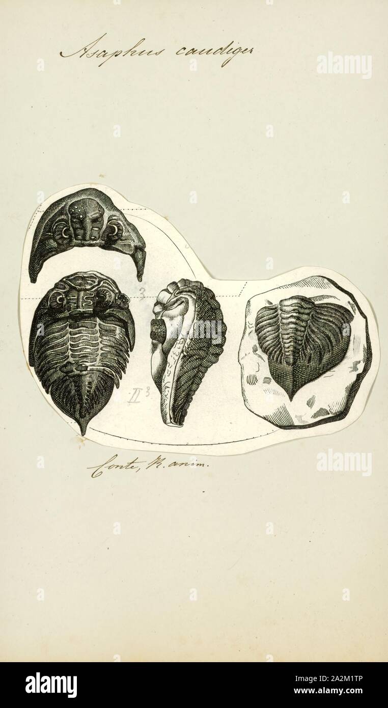 Asaphus hi-res stock photography and images - Alamy