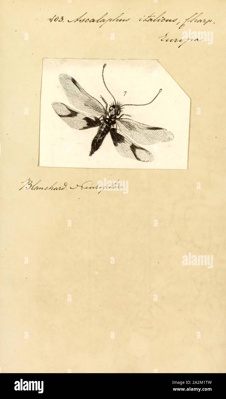 Ascalaphus hi-res stock photography and images - Alamy