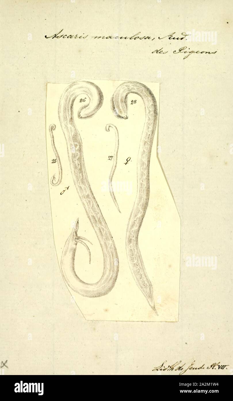 A lumbricoides hi-res stock photography and images - Alamy