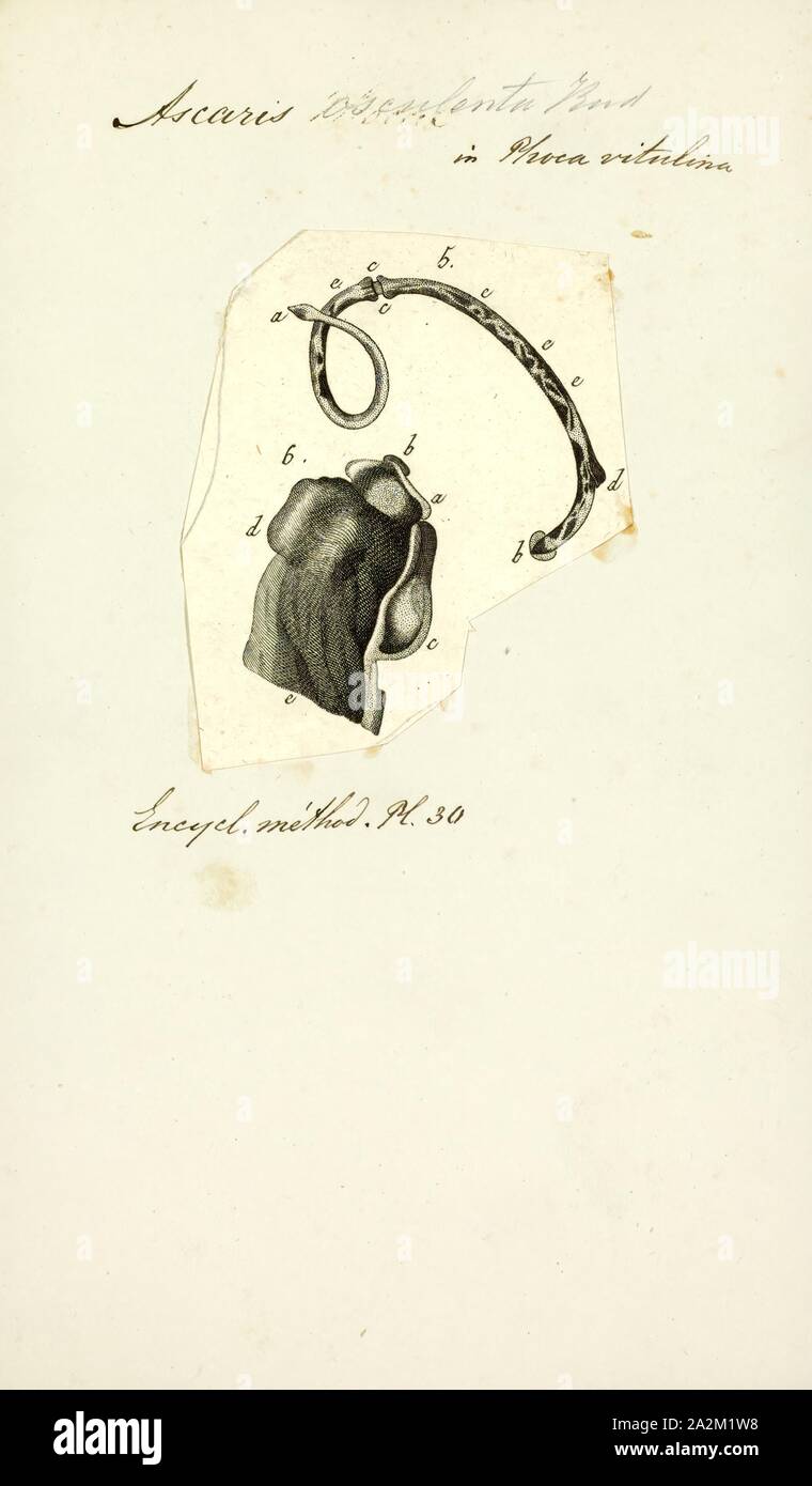 Ascaris osculenta, Print, Image showing life cycle inside and outside ...