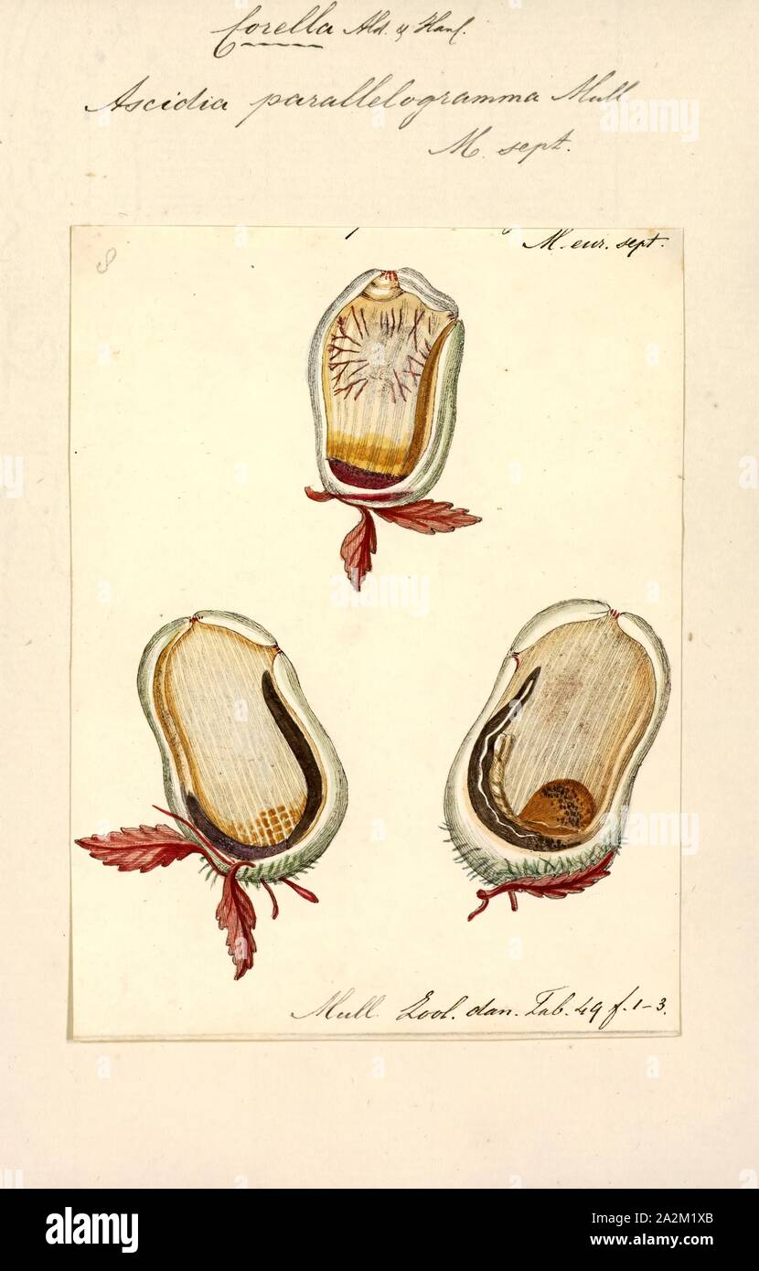 Ascidia parallelogramma hi-res stock photography and images - Alamy