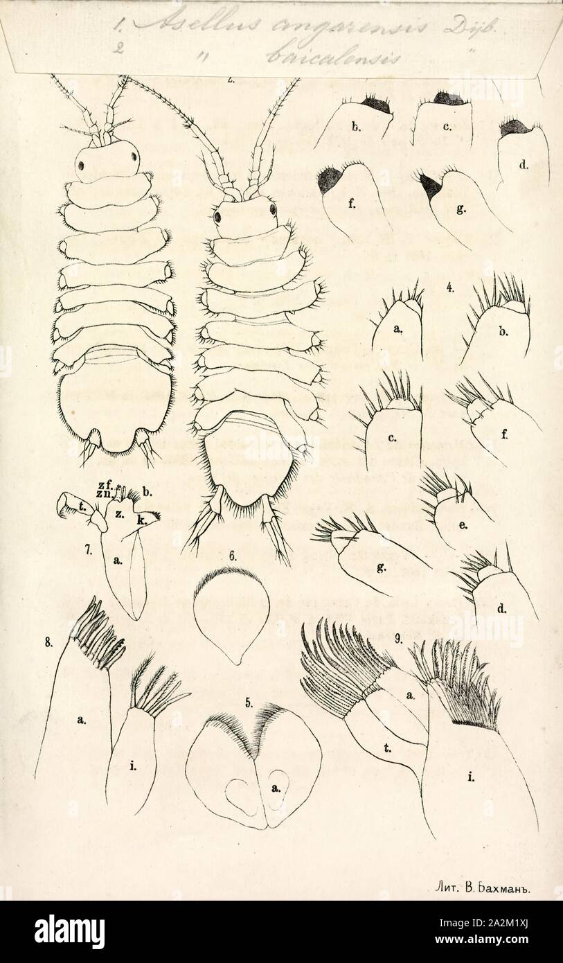 Asellus angarensis hi-res stock photography and images - Alamy