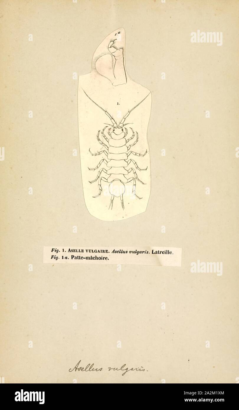 Asellus vulgaris, Print, Asellus is a genus of isopod crustaceans in ...