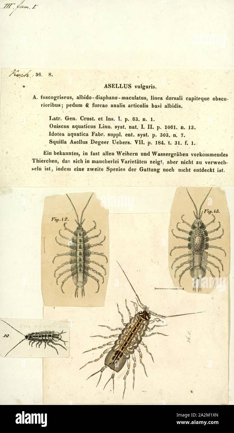 Asellus vulgaris, Print, Asellus is a genus of isopod crustaceans in ...