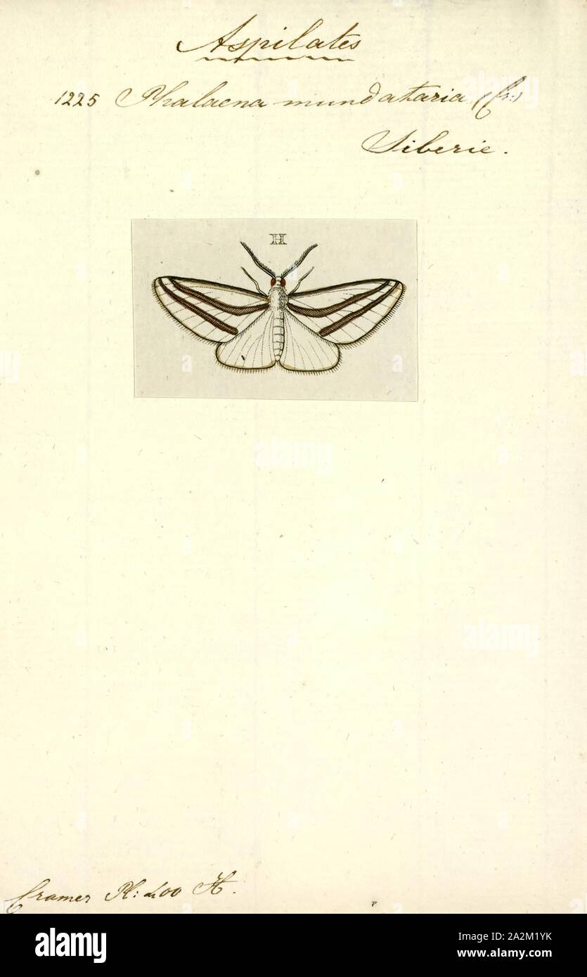 Aspilates hi-res stock photography and images - Alamy