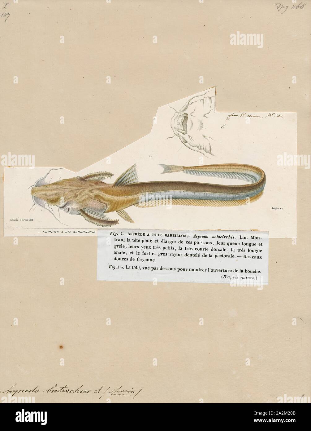 Aspredo hi-res stock photography and images - Alamy