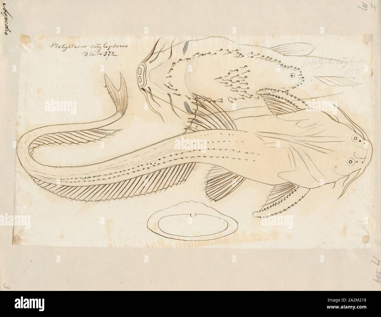 Aspredo hi-res stock photography and images - Alamy