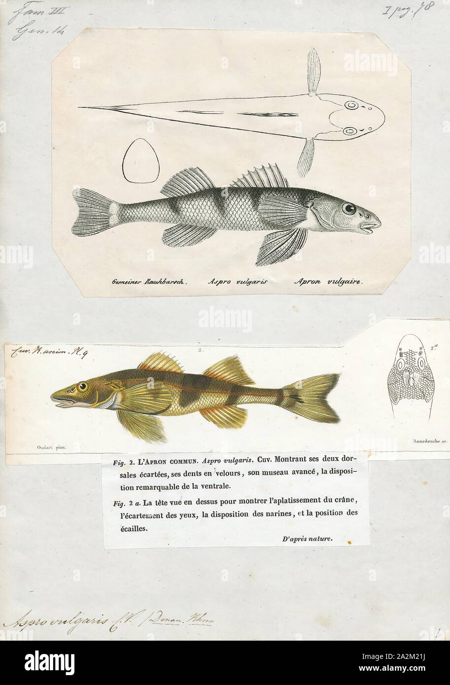 Aspro hi-res stock photography and images - Alamy