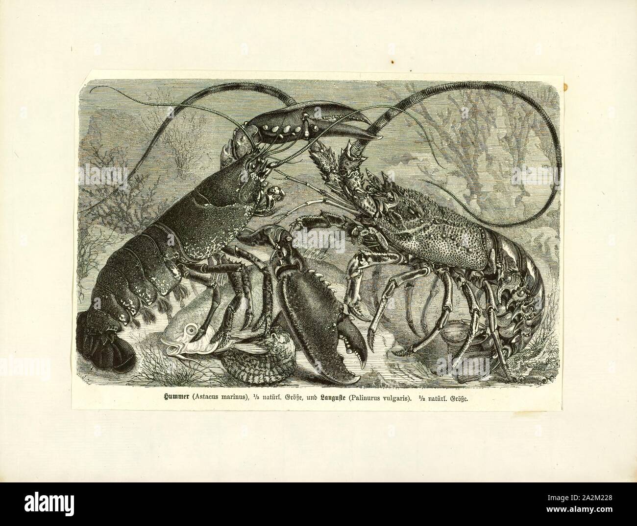 European lobster homarus gammarus hi-res stock photography and images ...