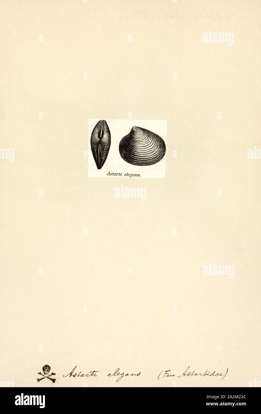 Asherah or astarte or ashtart or anat hi-res stock photography and ...