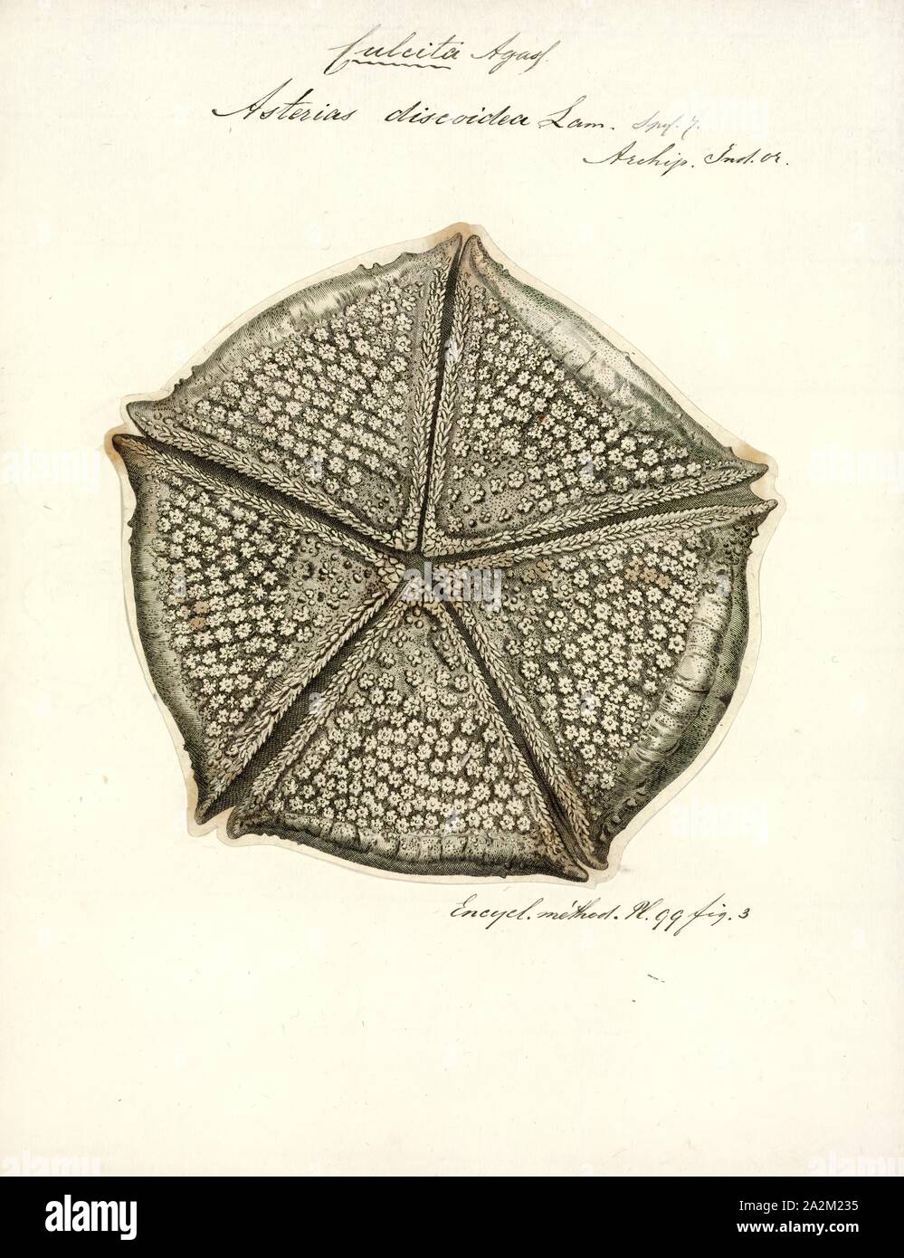 Discoidea hi-res stock photography and images - Alamy