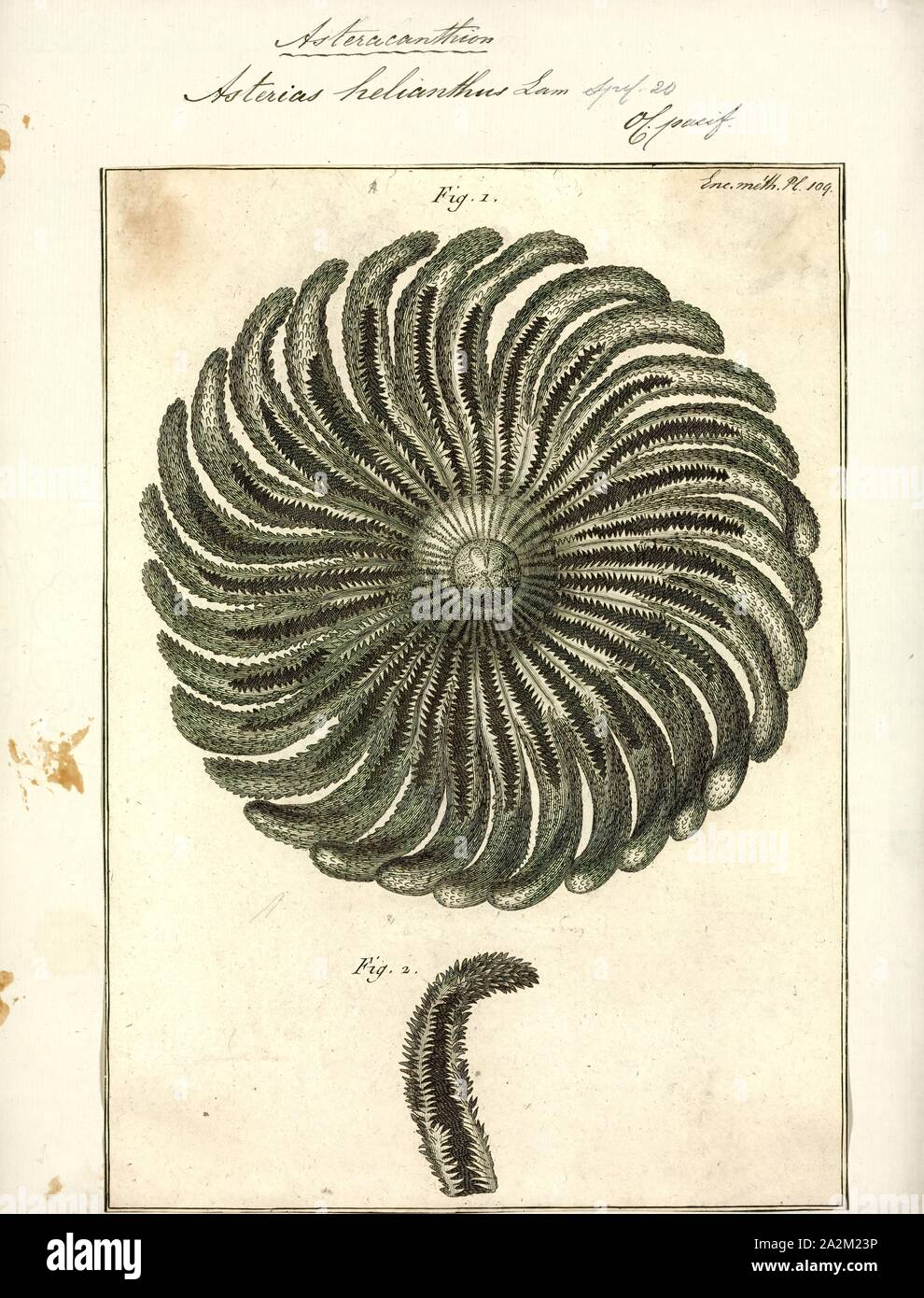 Asterias helianthus, Print, Asterias is a genus of the Asteriidae ...
