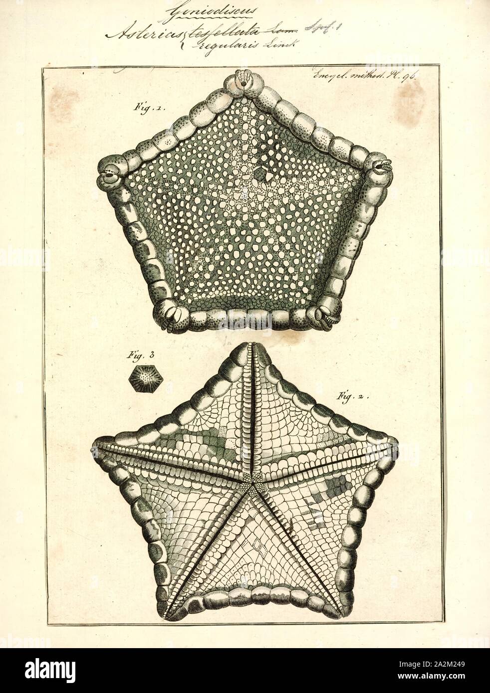 Asterias regularis hi-res stock photography and images - Alamy