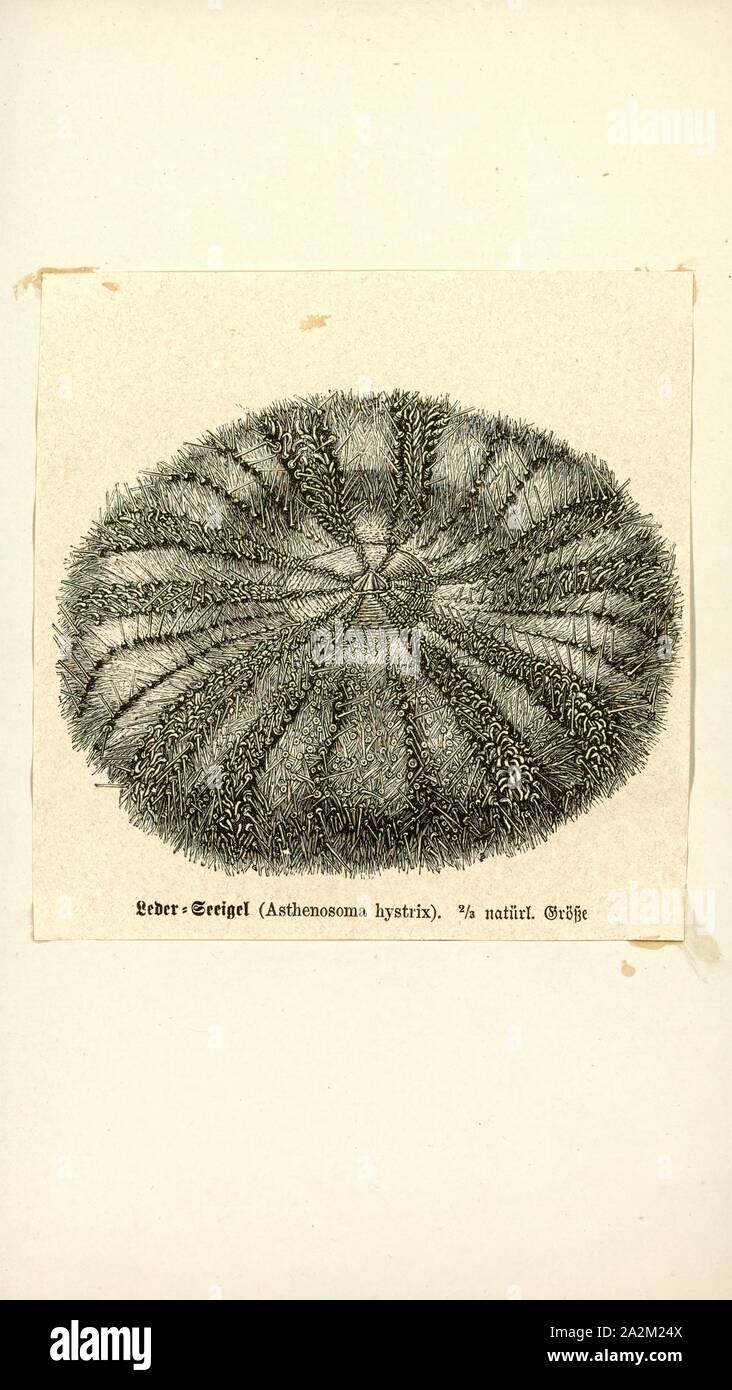 Harmful venom capsules hi-res stock photography and images - Alamy